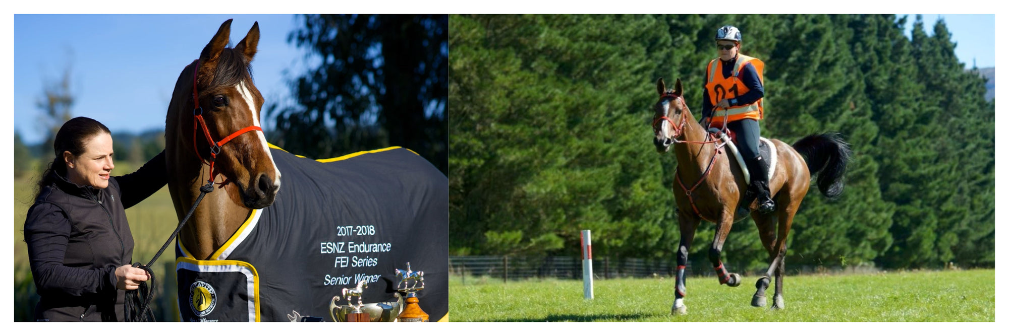 Dixon Smith Equestrian