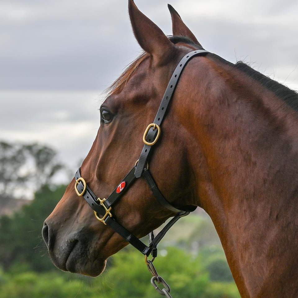 HALTERS and LEAD ROPES